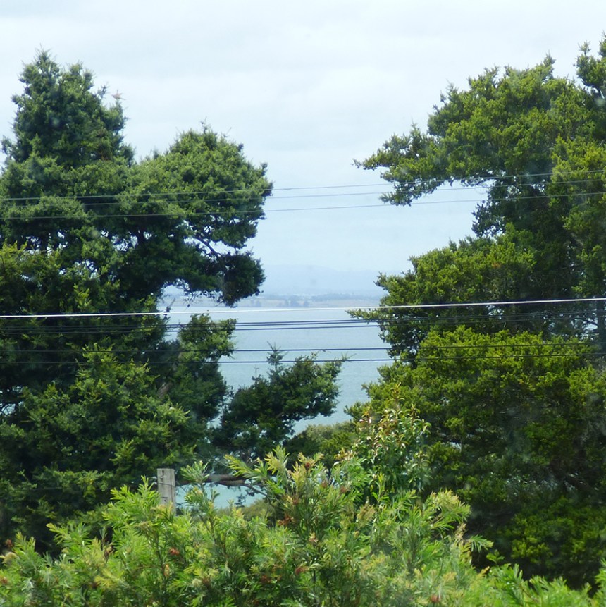 View Restoration - NZ Treetops